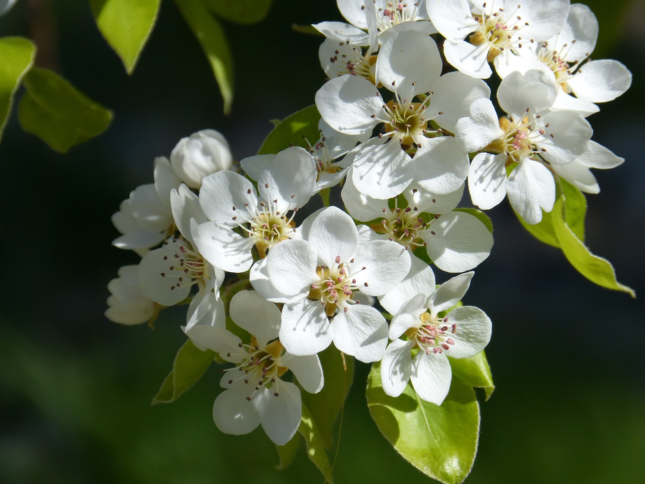 Blumen Pflaume Baum Fruchtig - Kostenloses Foto auf Pixabay - Pixabay
