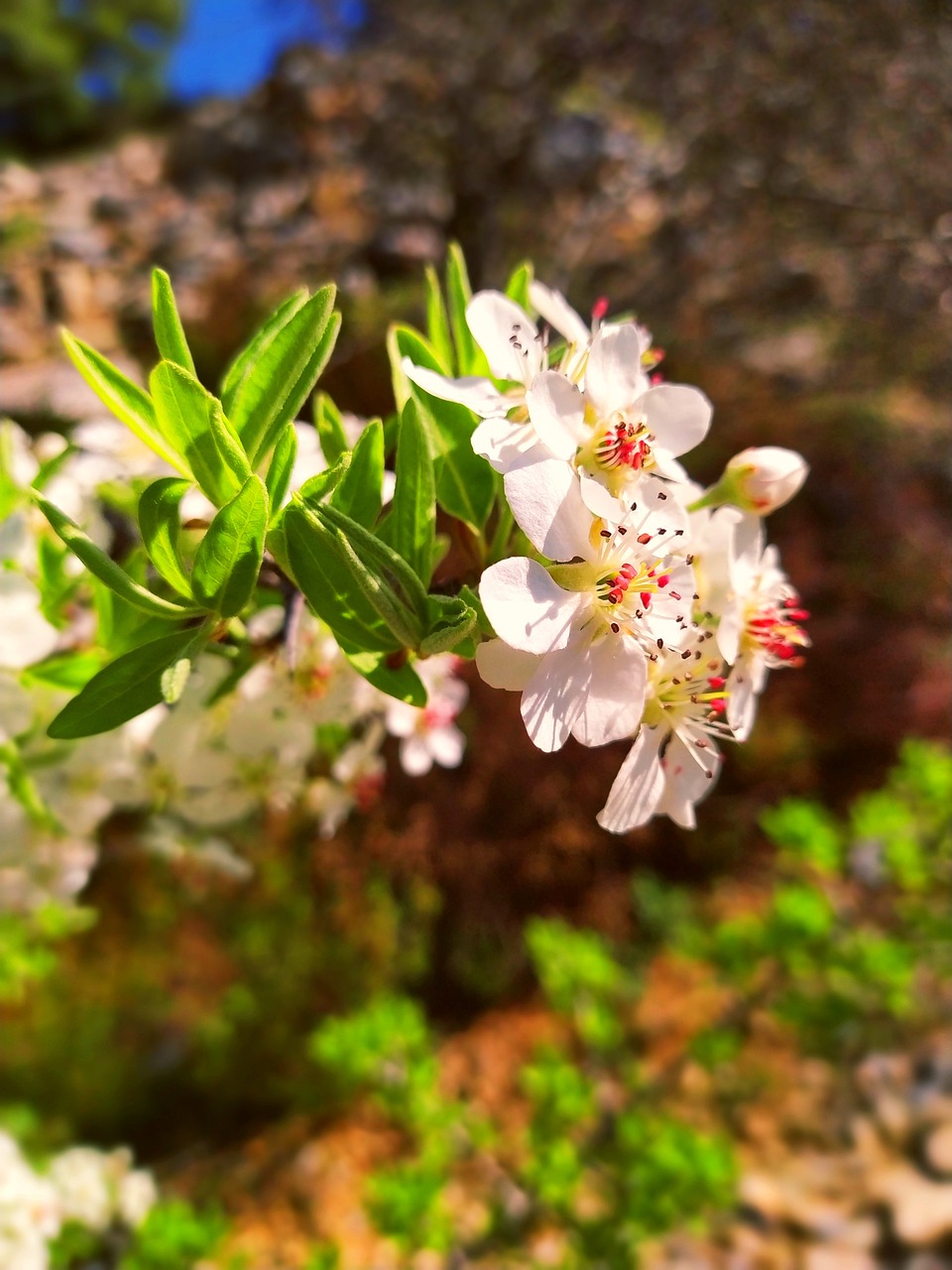 Amendoeira Natureza Árvore - Foto gratuita no Pixabay - Pixabay