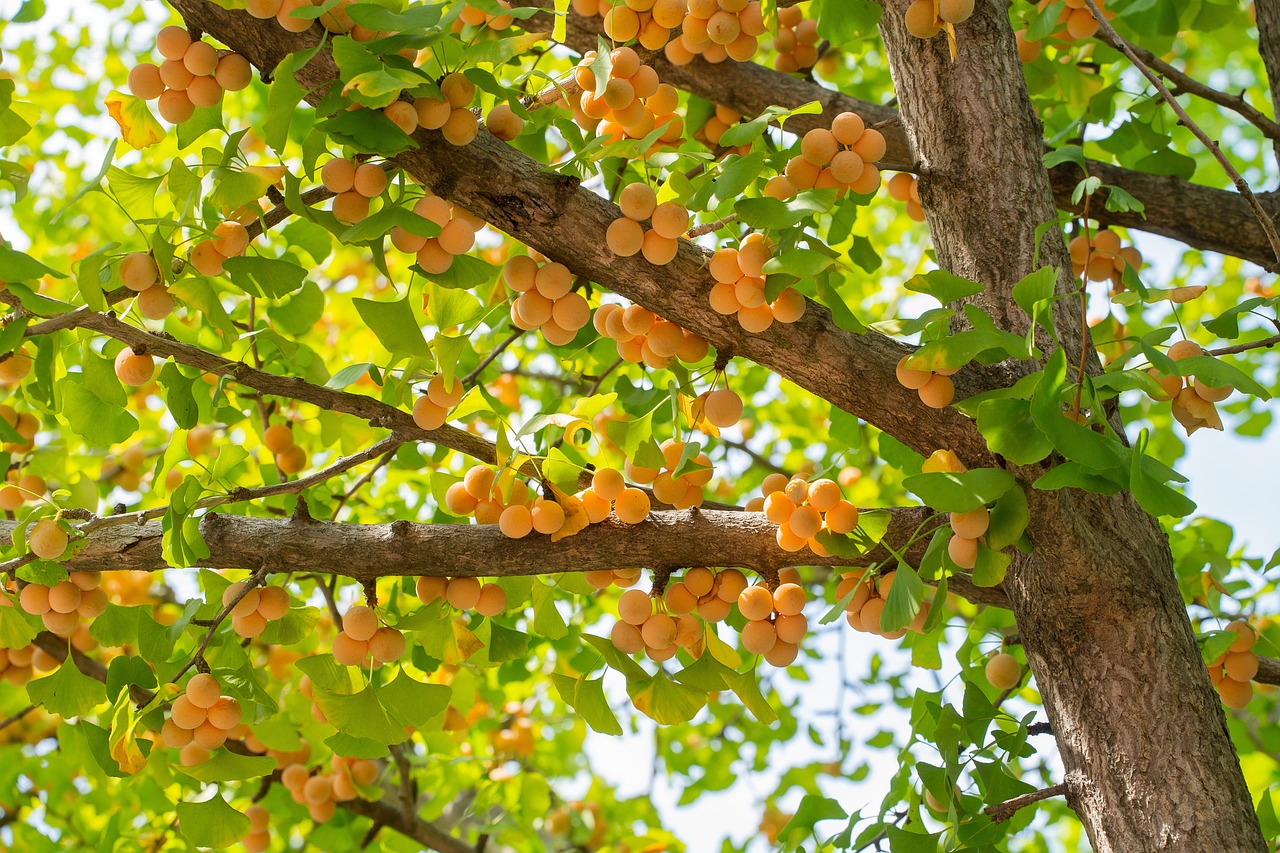 Ginkgo Fruits Autumn Health - Free photo on Pixabay