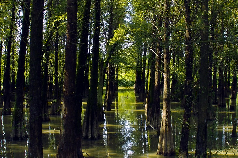 Water In The Woods Summer Green - Free photo on Pixabay - Pixabay