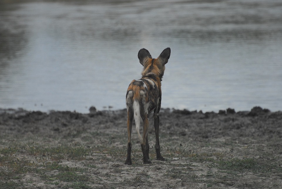 Wild Dog Painted Wolf Namibia - Free photo on Pixabay