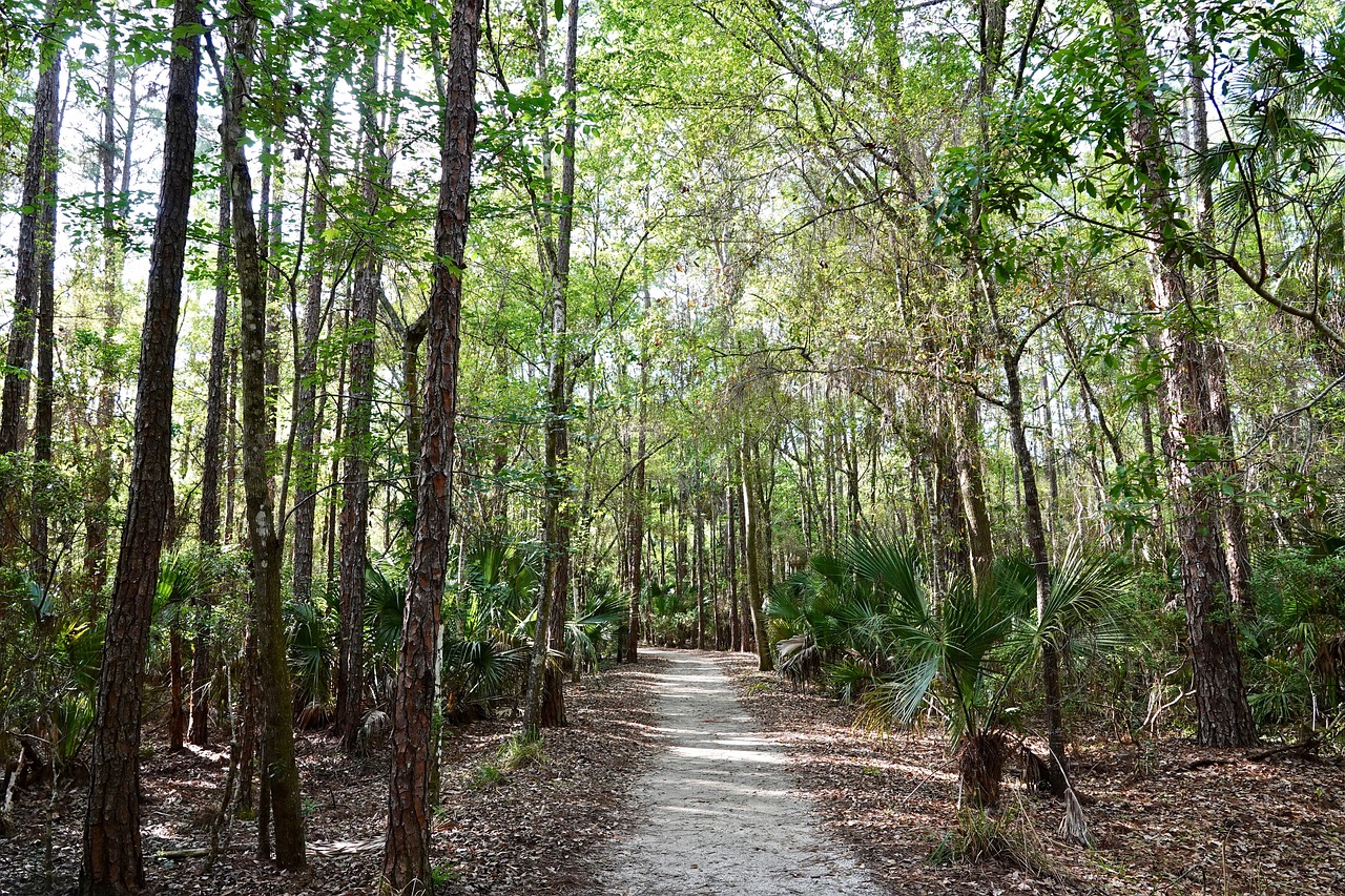 Trail Forest Trees - Free photo on Pixabay - Pixabay