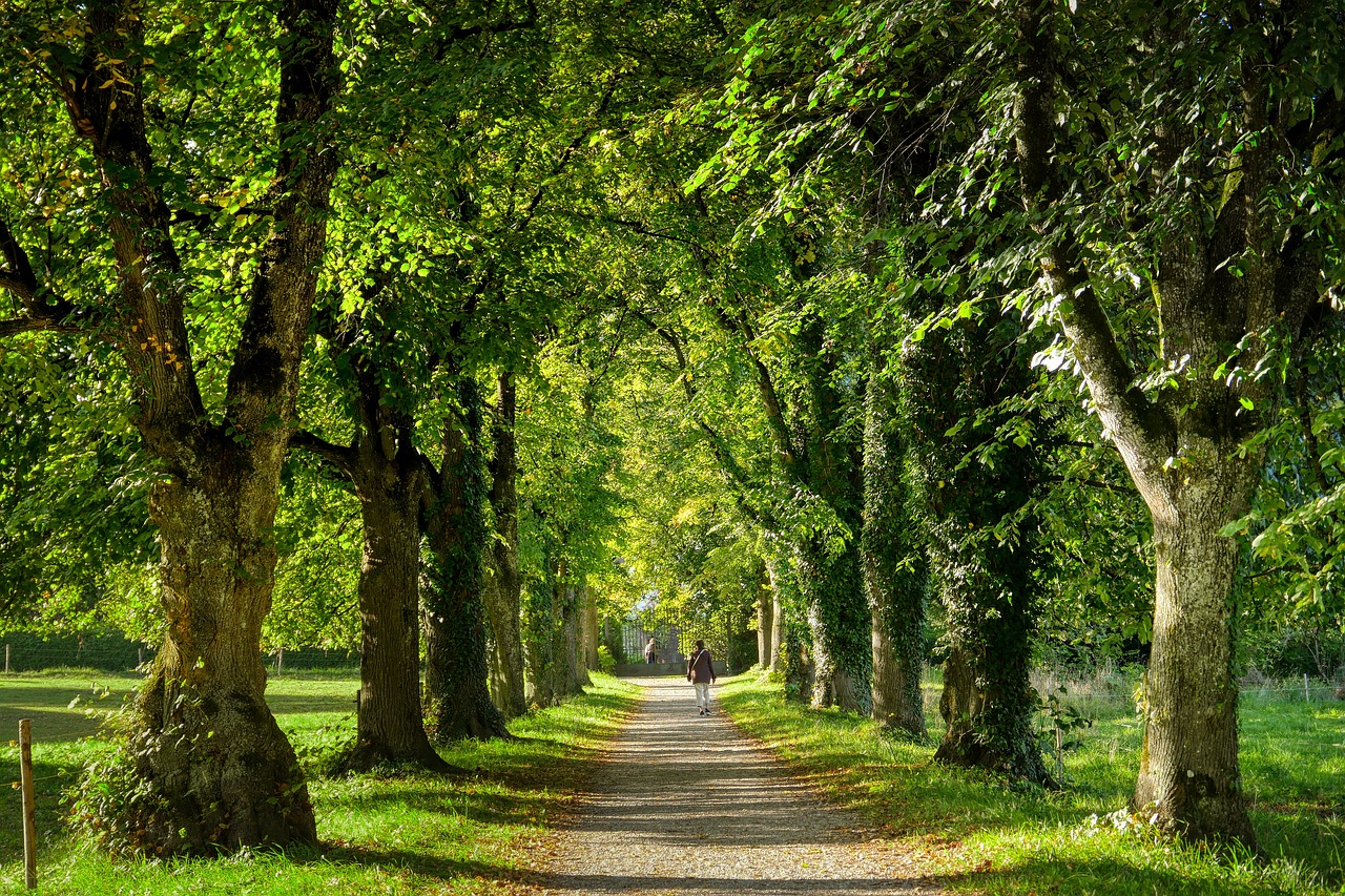 2,000+ Free Puolustava Avenue & Avenue Images - Pixabay