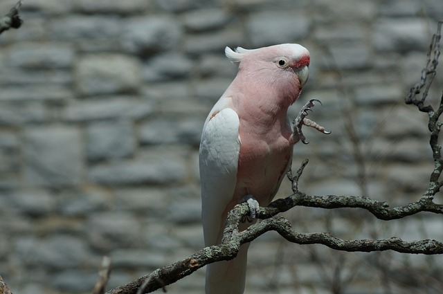 Vogel Papagei Natur - Kostenloses Foto auf Pixabay - Pixabay