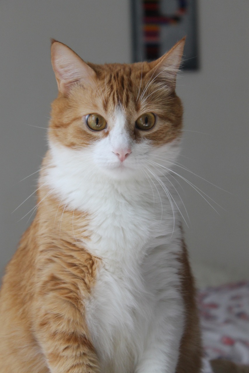 Cat Animal De Compagnie - Photo gratuite sur Pixabay - Pixabay