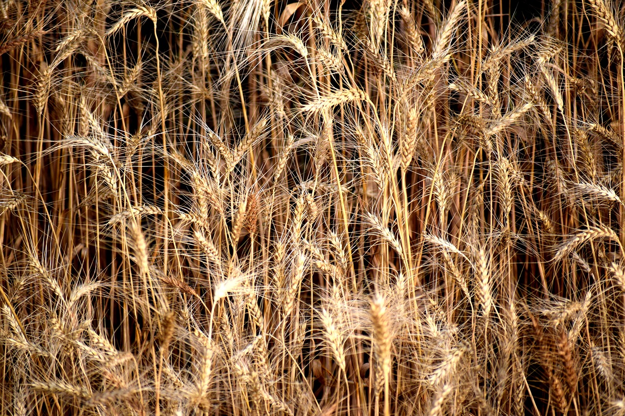 Wheat Field Agriculture - Free photo on Pixabay - Pixabay