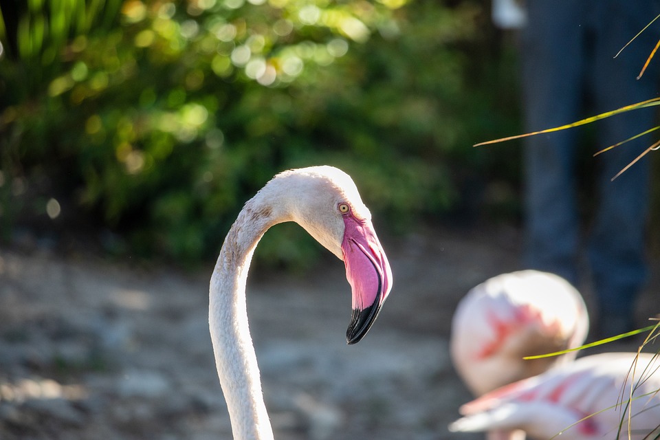 Flamingo Bird Face - Free photo on Pixabay - Pixabay