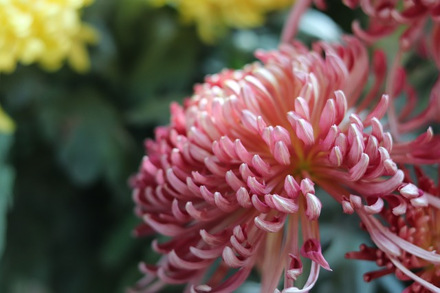Over 10.000 gratis billeder for Chrysanthemum Template Greyscale og ...
