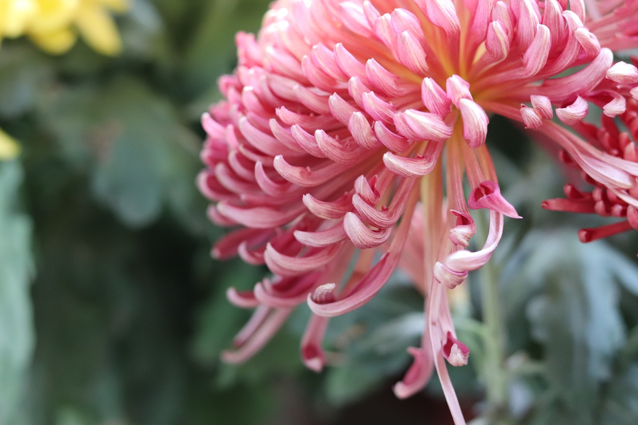 Over 10.000 gratis billeder for Chrysanthemum Template Greyscale og ...