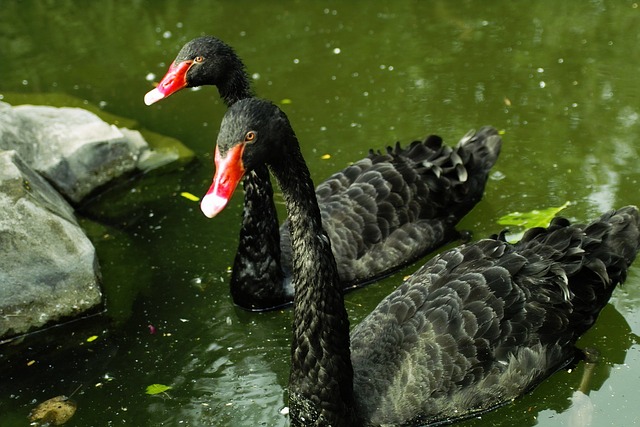 Cisne Negro Animal Natatorial A - Foto gratuita no Pixabay - Pixabay