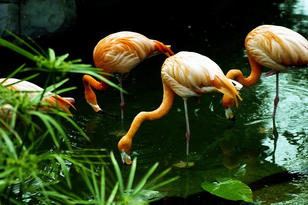 The Red Stork Water Birds Animal - Free photo on Pixabay - Pixabay