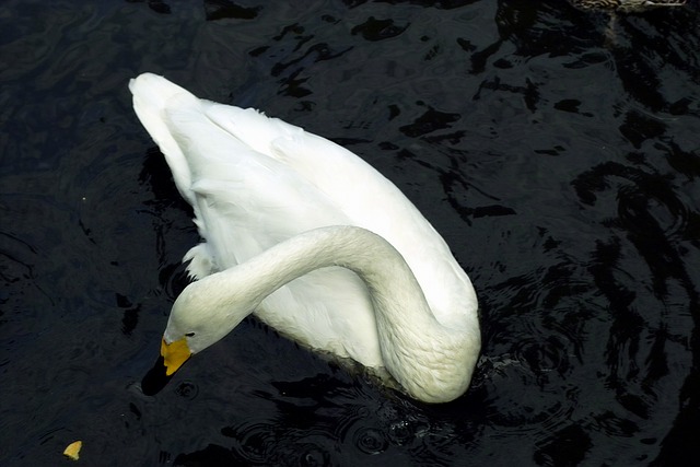 White Swan Natatorial The - Free photo on Pixabay - Pixabay
