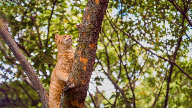Kucing Pohon Alam - Foto gratis di Pixabay - Pixabay