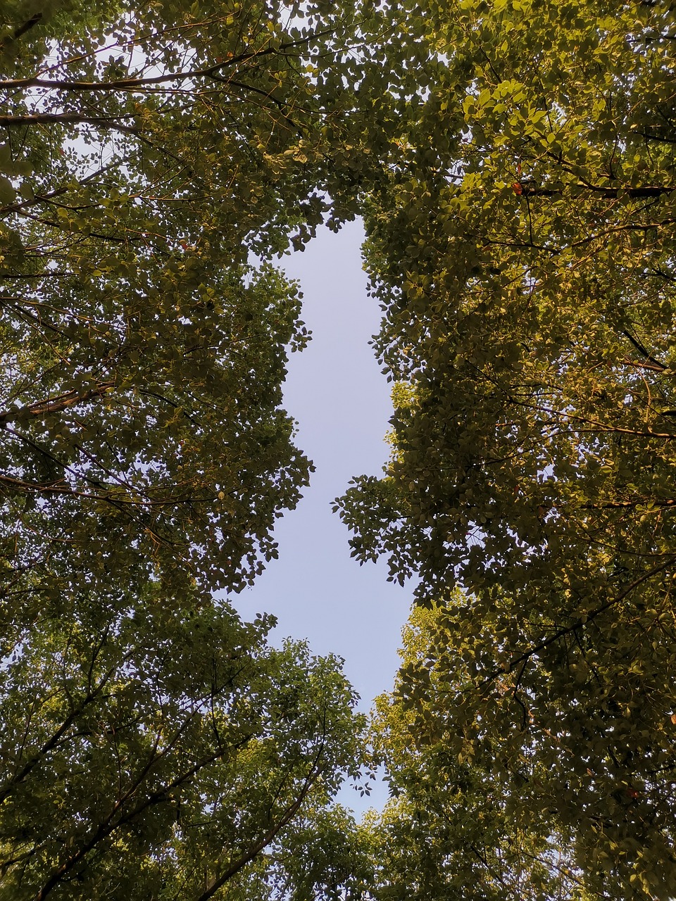 Ciel Arbre - Photo gratuite sur Pixabay - Pixabay
