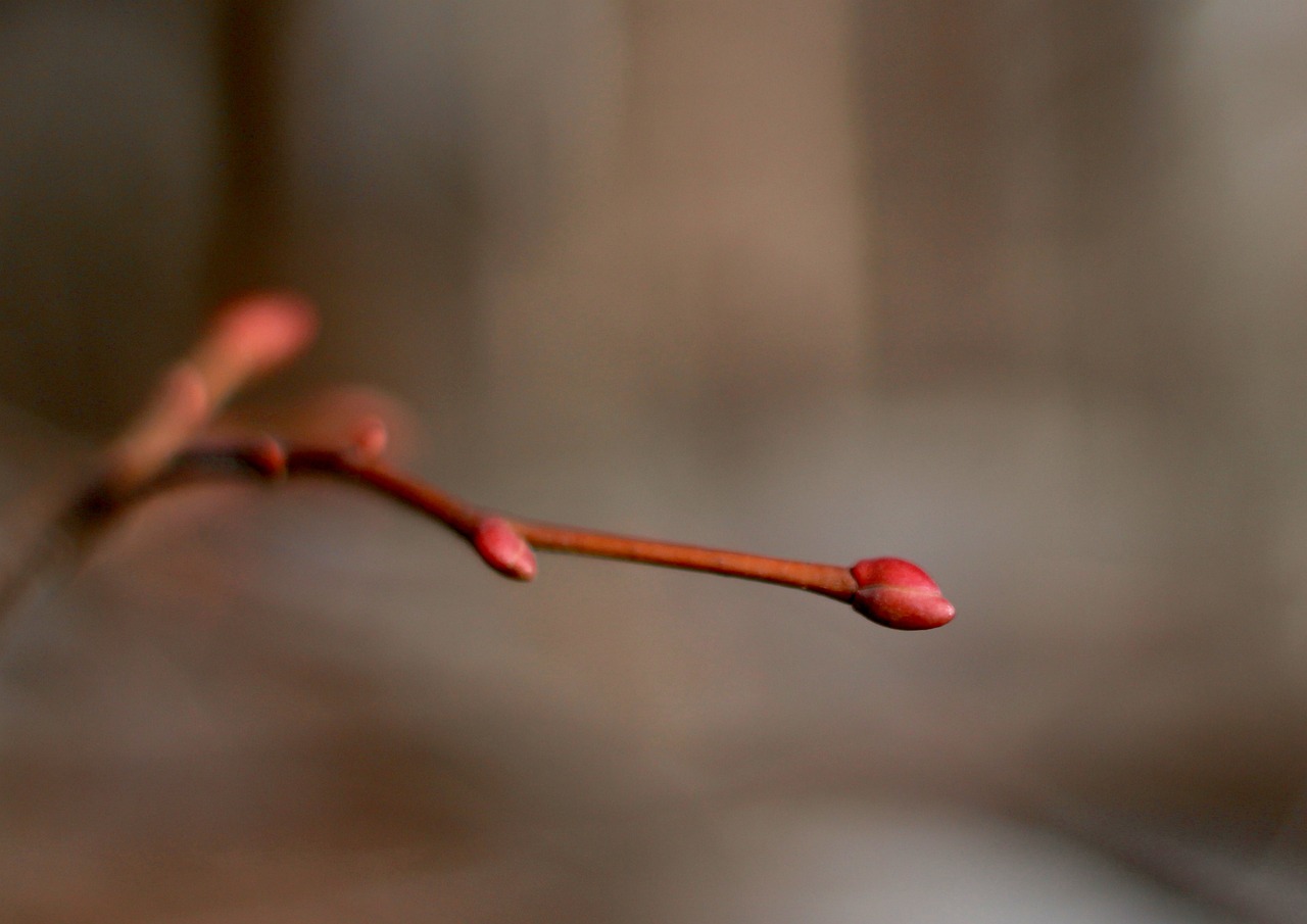 Bourgeon Branche Le Printemps - Photo gratuite sur Pixabay - Pixabay