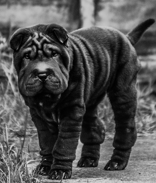 Puppy Shar Pei Breed - Free photo on Pixabay - Pixabay