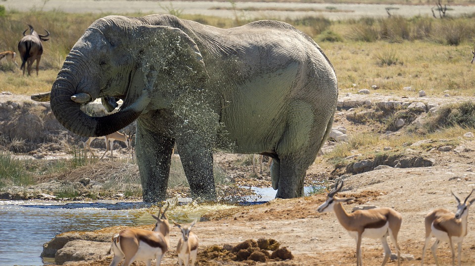 Namibia Elefant Big Five - Kostenloses Foto auf Pixabay - Pixabay