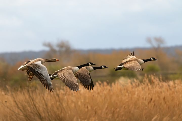 300+ Free Birds In Flight & Bird Images
