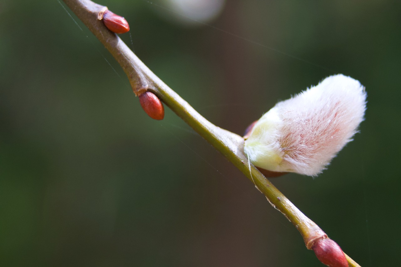 Cat Willow White - Free photo on Pixabay - Pixabay