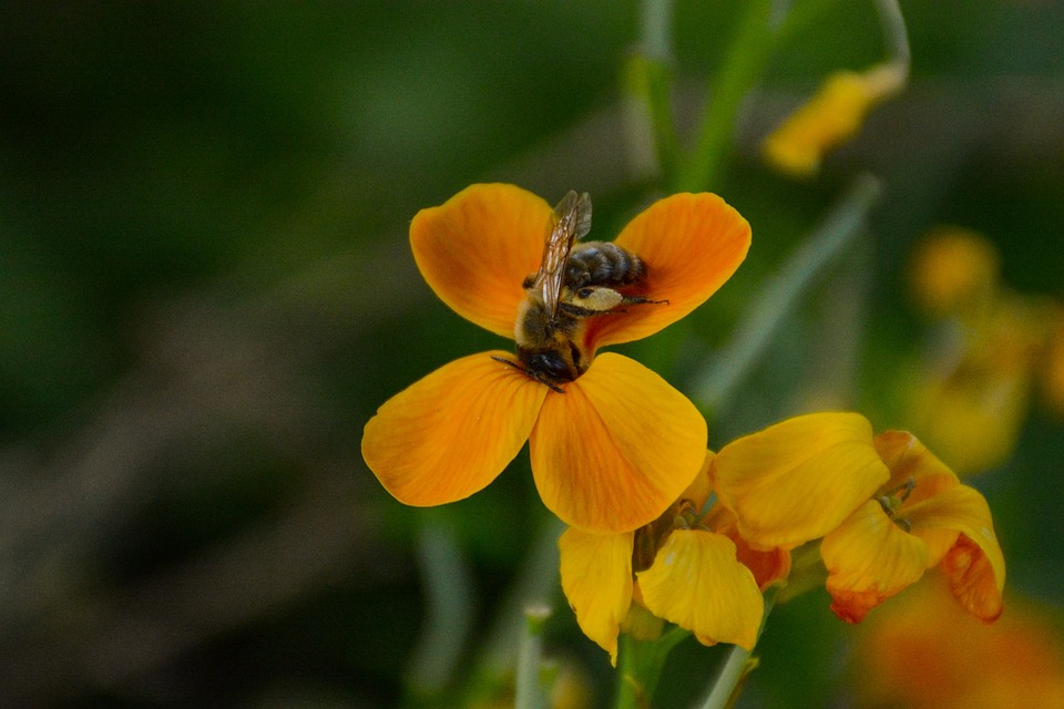 Flower Bee Pollen - Free photo on Pixabay - Pixabay