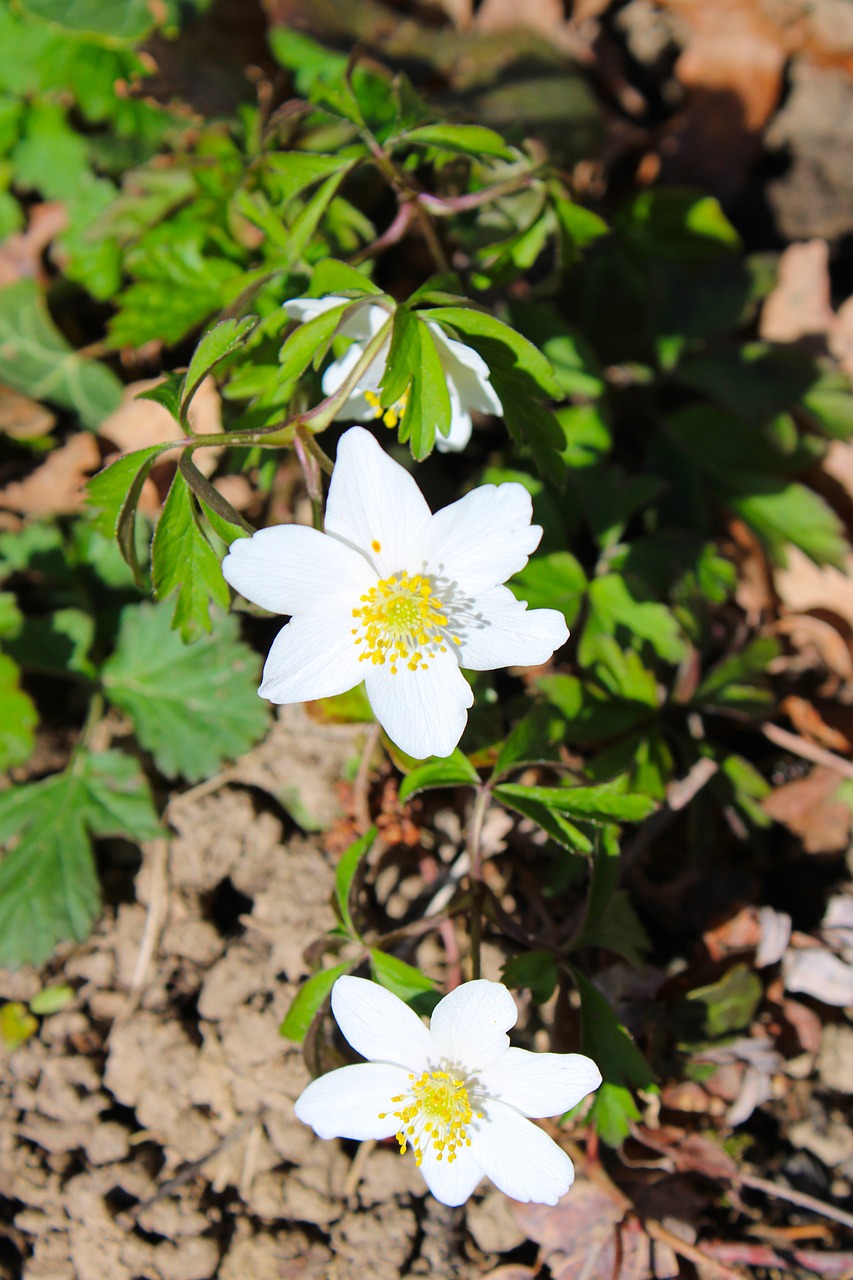 Anémone Des Bois Fleur Nature - Photo gratuite sur Pixabay - Pixabay