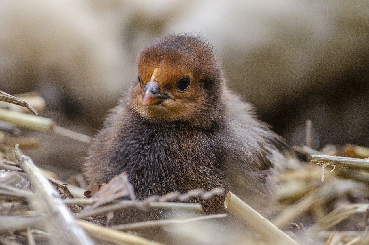 10,000+ Free Baby Chicken & Chicken Images - Pixabay