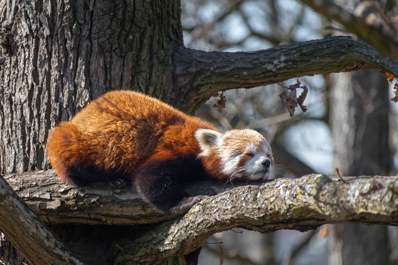 Panda Red Animal Good - Free photo on Pixabay - Pixabay