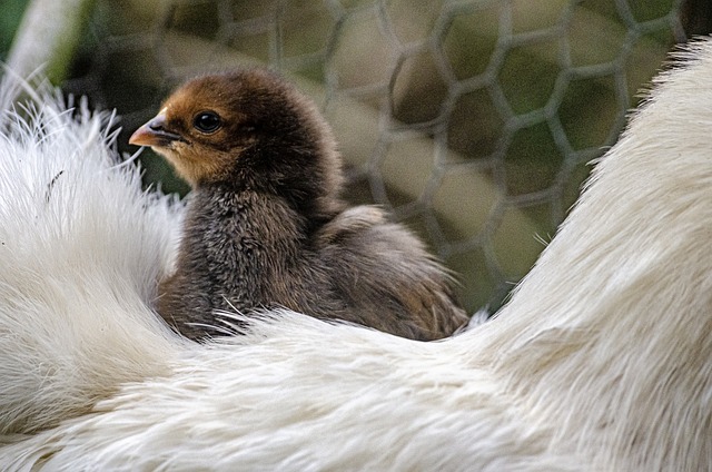Poussin Poule Ferme - Photo gratuite sur Pixabay - Pixabay