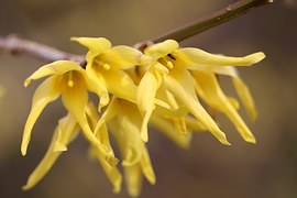 Forsythia Garden Gold - Free photo on Pixabay