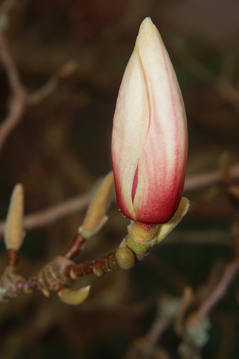 Magnolie Erster Trieb Blume - Kostenloses Foto auf Pixabay