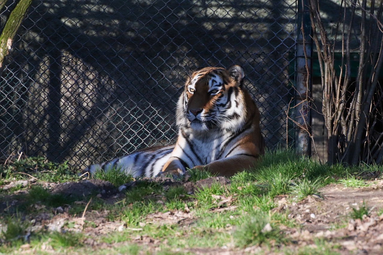 Tigre Depredador Fauna Silvestre - Foto gratis en Pixabay - Pixabay