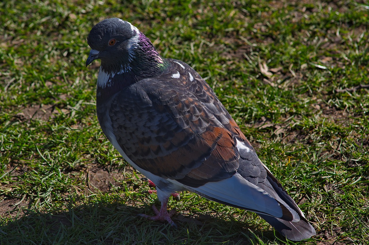Colombe Oiseau Le Printemps - Photo gratuite sur Pixabay - Pixabay