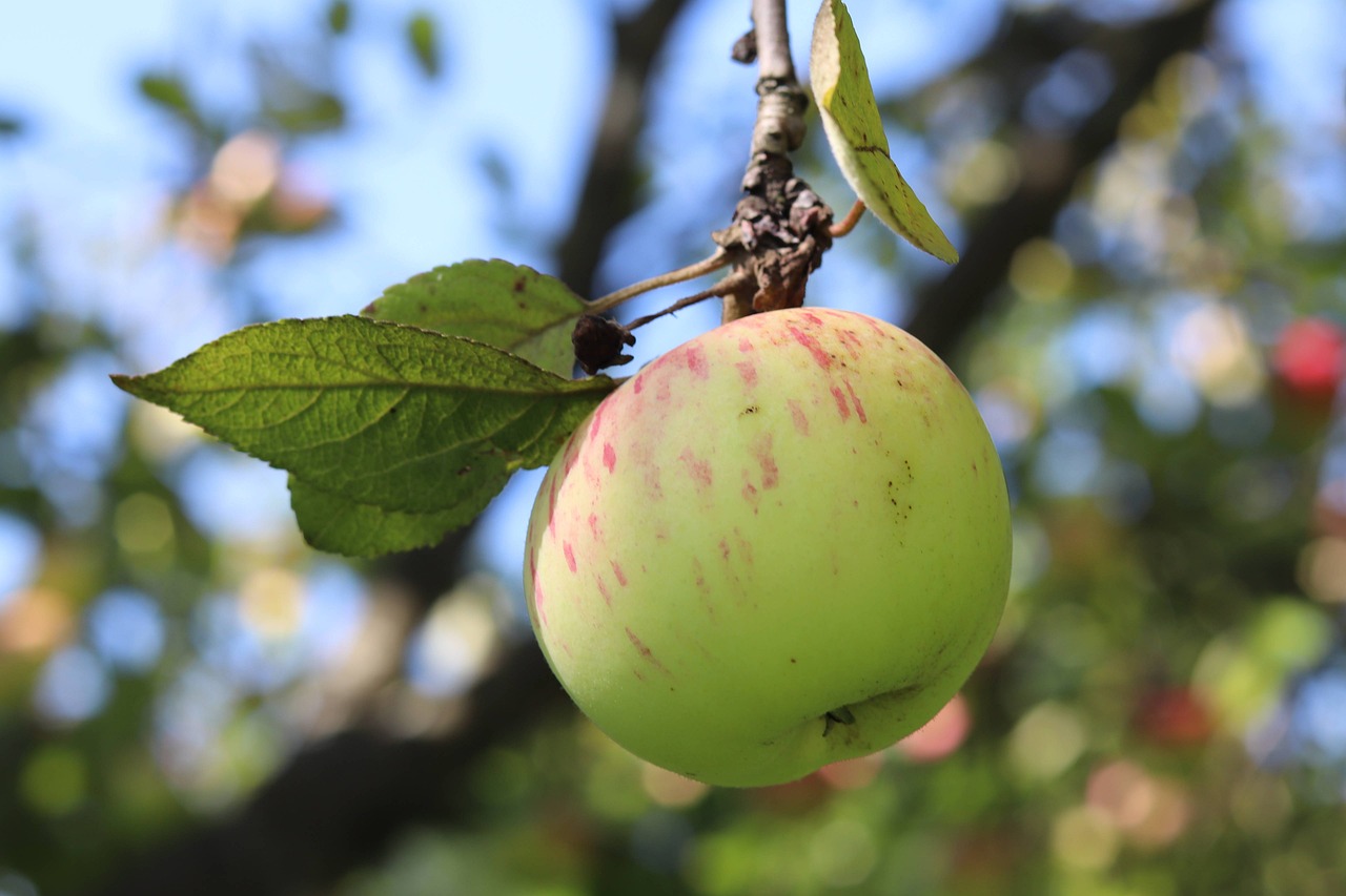 Manzana Fruta Árbol - Foto gratis en Pixabay - Pixabay