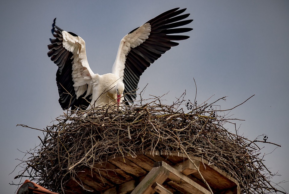 Cigogne Oiseau Animal - Photo gratuite sur Pixabay - Pixabay