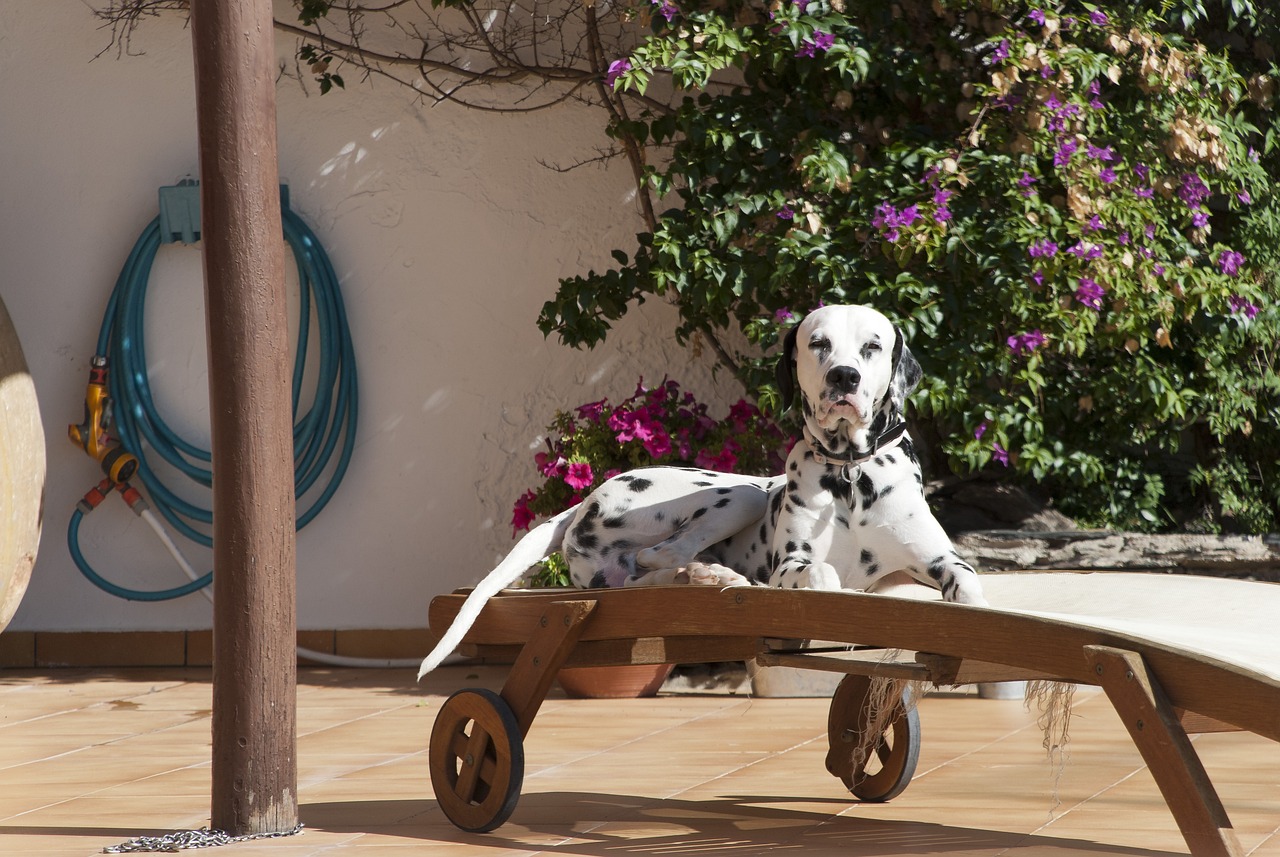 Animal Dog Relax - Free photo on Pixabay