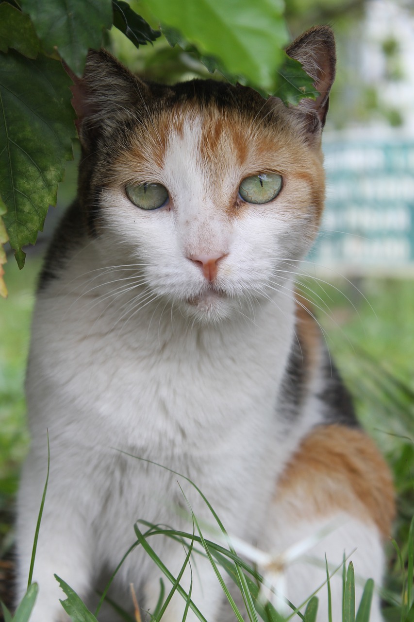 Naturaleza Gato Paisaje - Foto gratis en Pixabay - Pixabay