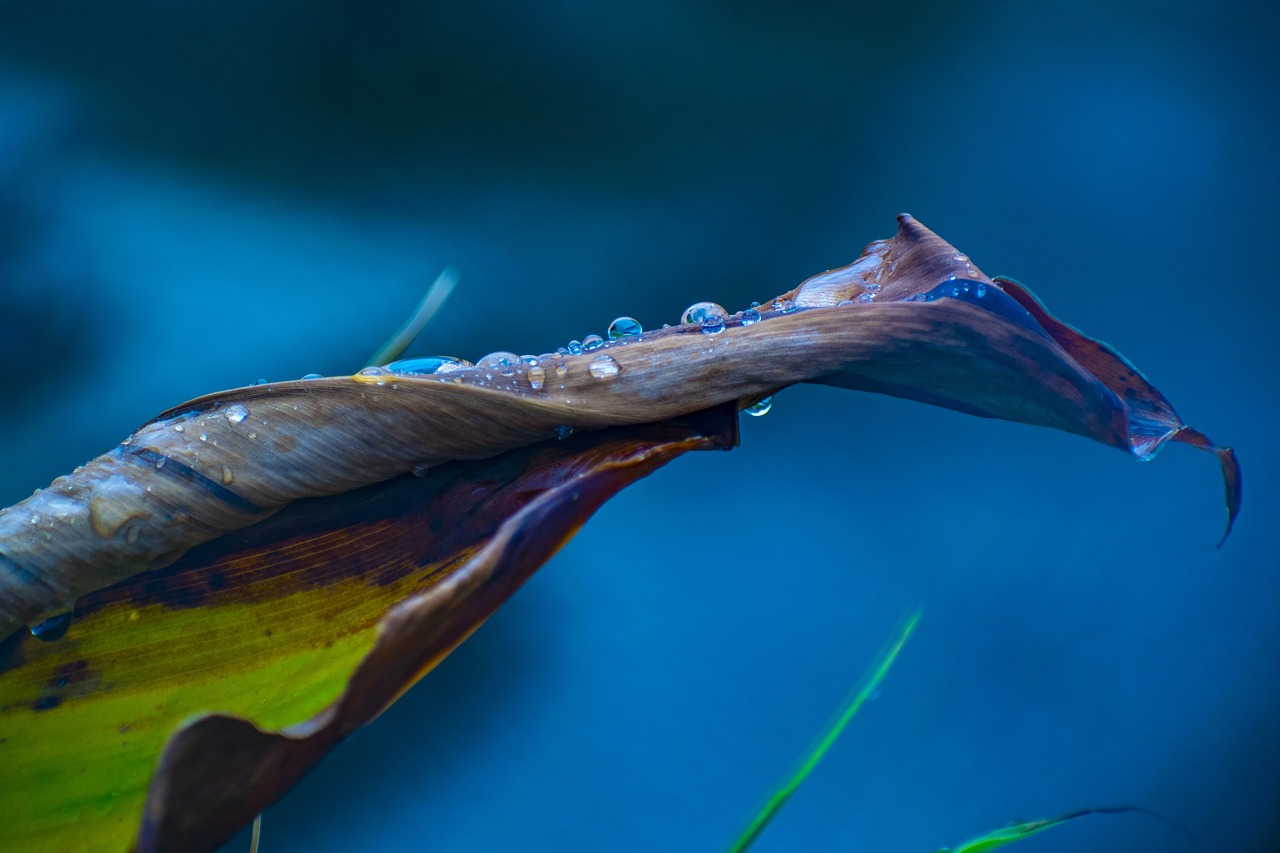 Raindrops Plant Nature - Free photo on Pixabay