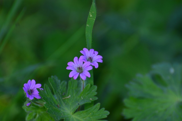 Bunga Liar Ungu Rumput - Foto gratis di Pixabay - Pixabay