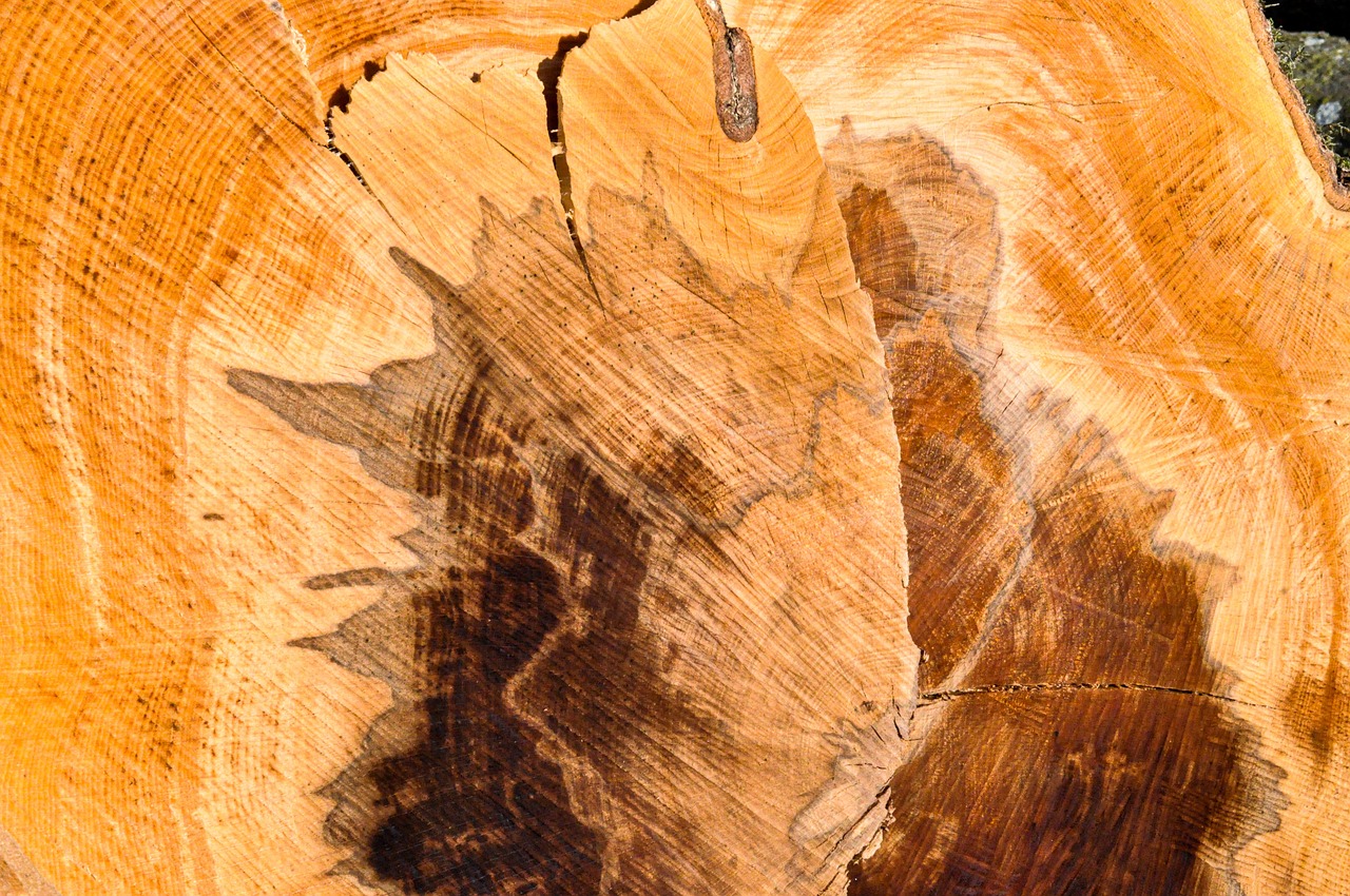 Wood Forestry Tree - Free photo on Pixabay - Pixabay