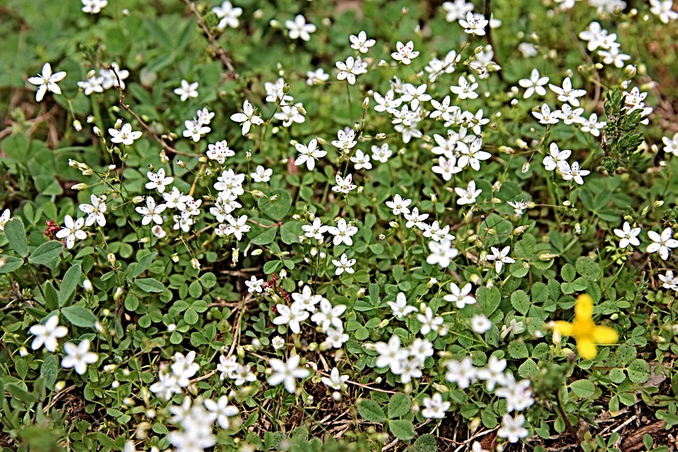 Wildflowers Tiny Flowers - Free photo on Pixabay