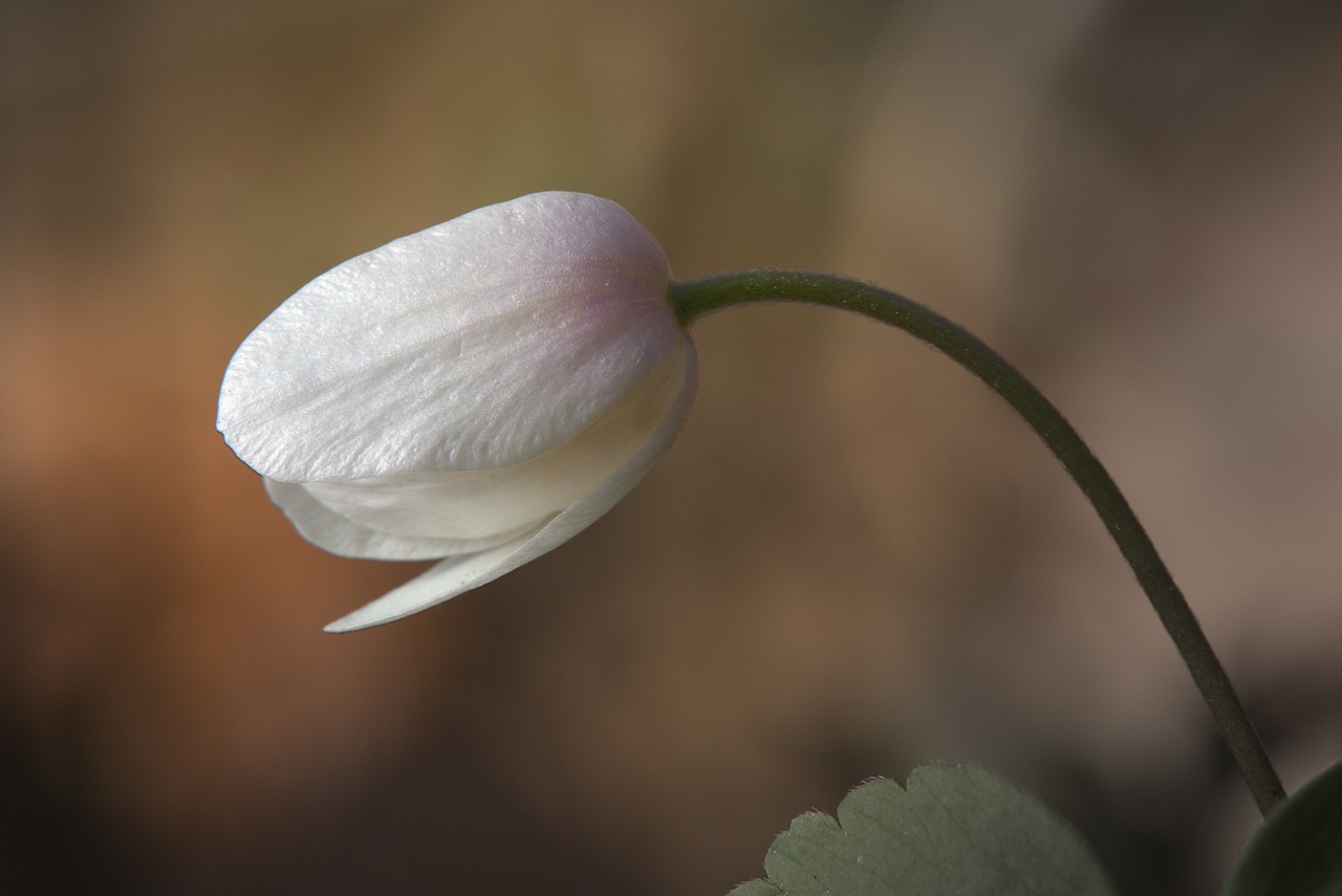Wood Anemones Spring Flower Forest - Free photo on Pixabay - Pixabay