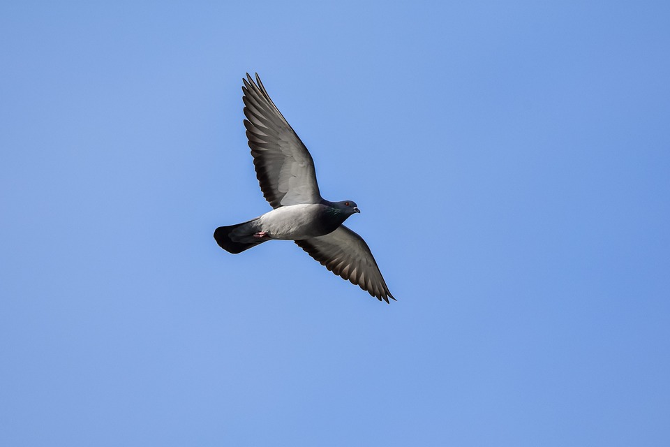 Animal Sky Bird Wild - Free photo on Pixabay
