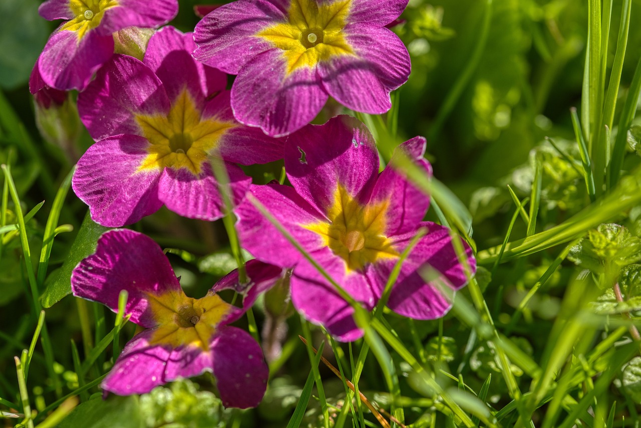 Primroses Sky Key Spring Flower - Free photo on Pixabay - Pixabay