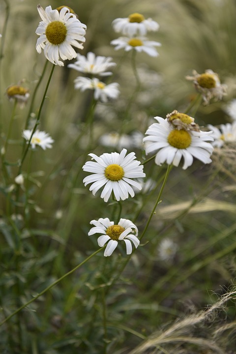 Fleurs Sauvages Prairie - Photo gratuite sur Pixabay - Pixabay