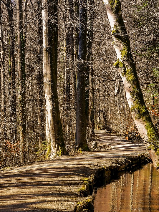 Pfad Weg Waldweg - Kostenloses Foto auf Pixabay