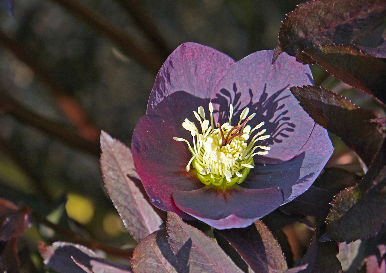 Nature Plants Flowers Free Photo On Pixabay Pixabay