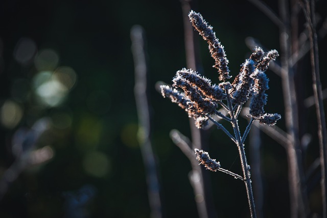Winter Blume Natur - Kostenloses Foto auf Pixabay - Pixabay