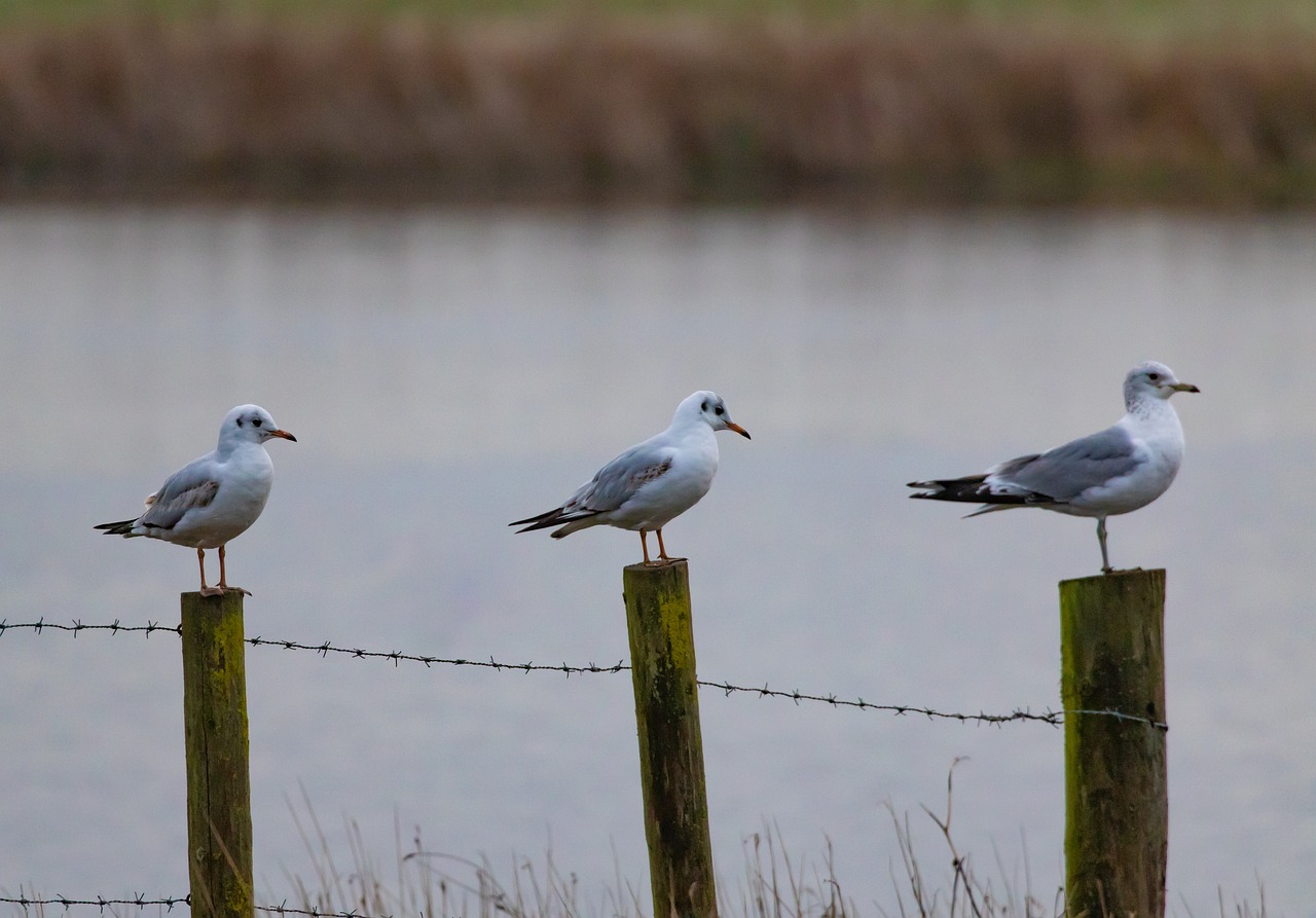 Birds On A Post Avian - Free photo on Pixabay - Pixabay