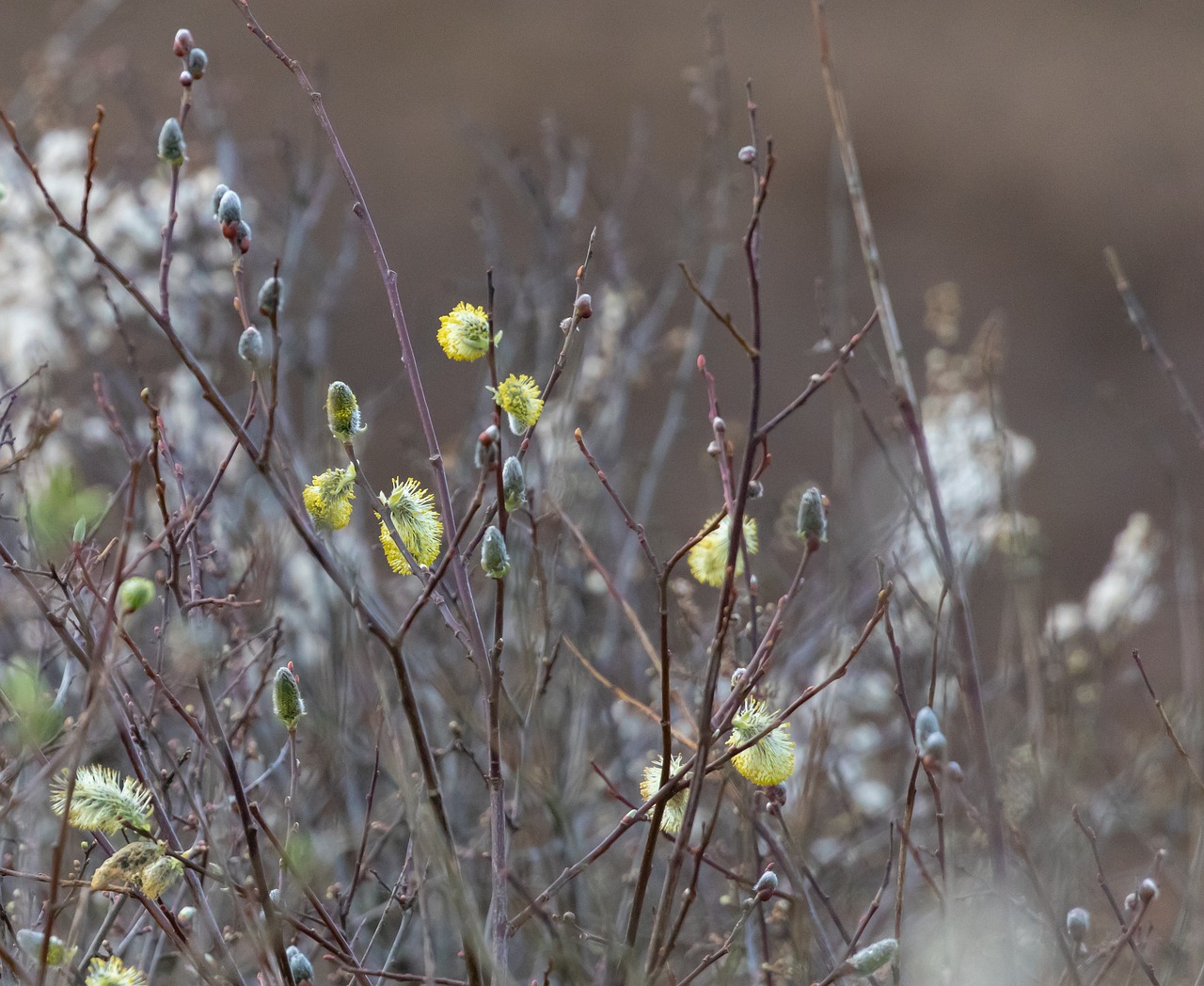 Willow Buds - Free photo on Pixabay - Pixabay