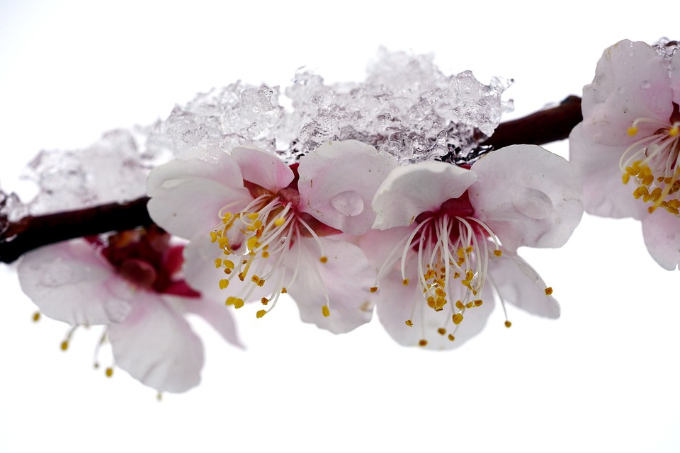 Snow Plum Blossom Winter - Free photo on Pixabay